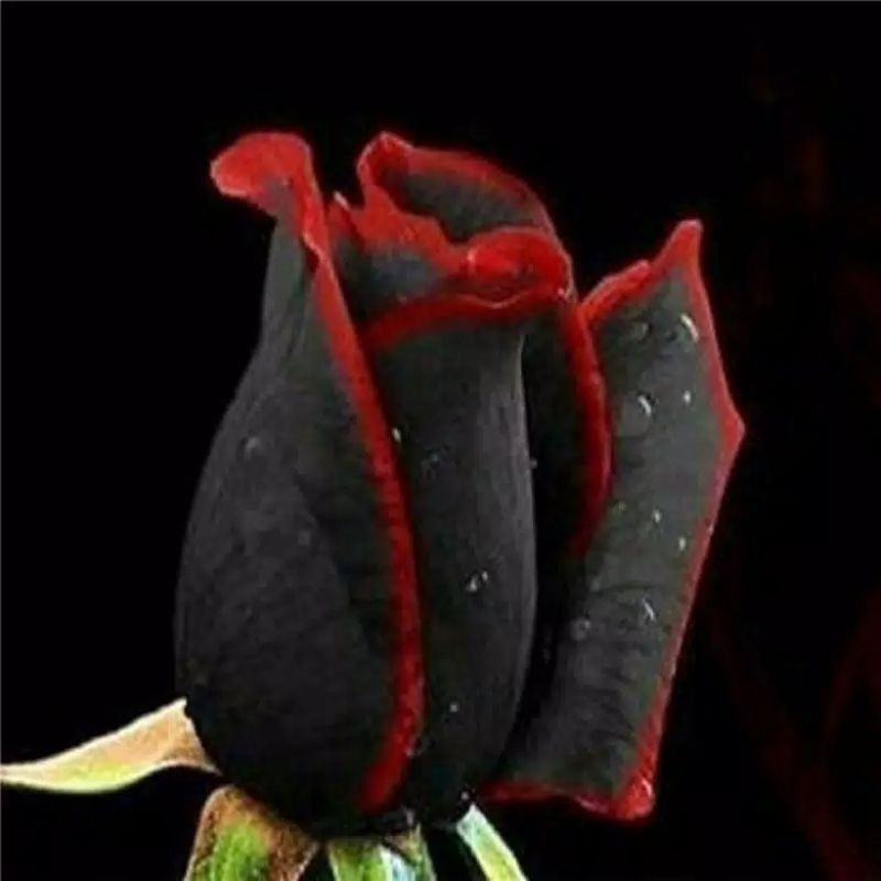 Jual 20 Biji bibit Bunga Mawar Mix Rose seeds siap semai Termurah ...