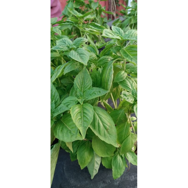 Jual Daun Basil Segar 500 Gram | Shopee Indonesia
