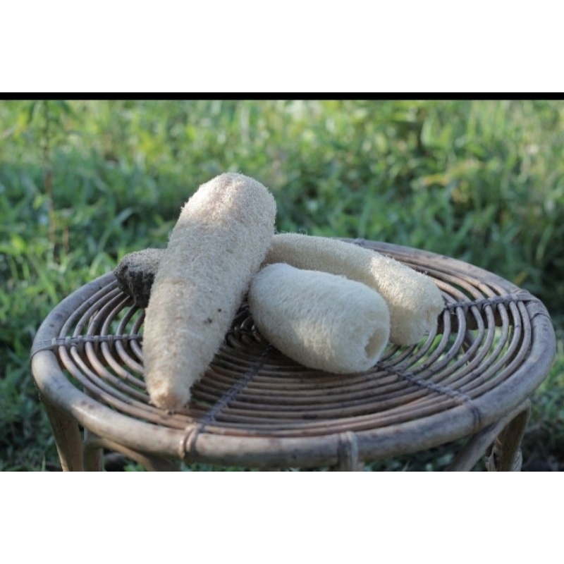Jual Loofah spons alami serat gambas / Emes / Labu Oyong kering ukuran ...