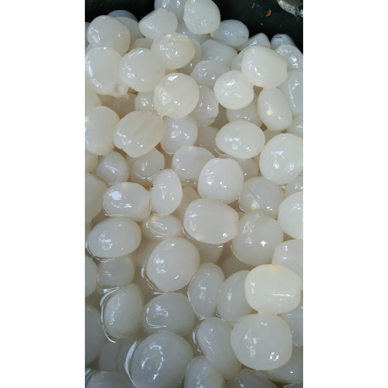 Jual kolang kaling segar 1kg kolang kaling mentah kualitas super ... Jual kolang kaling segar 1kg kolang kaling mentah kualitas super ...