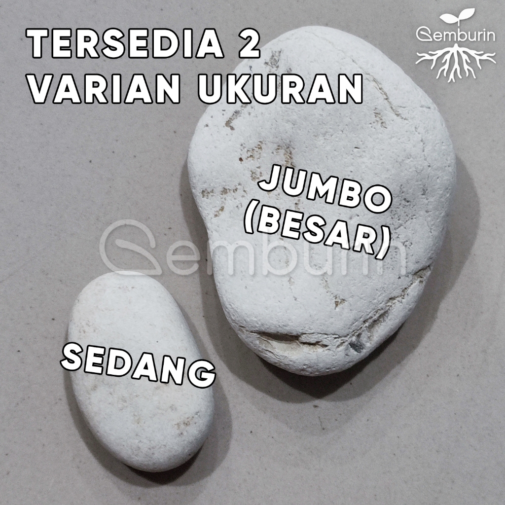 Jual Batu Koral Putih 19-20 Kg SEDANG KARUNGAN / Batu Putih Kupang Hias ...