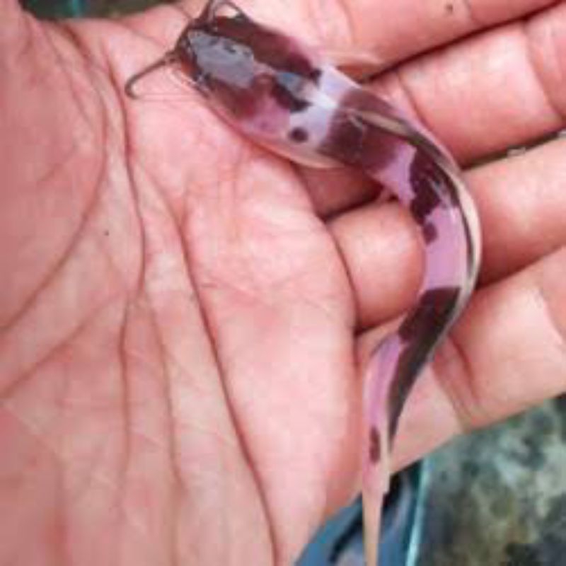 Jual Ikan Lele albino belang - ikan lele albino belang bule lele - ikan ...