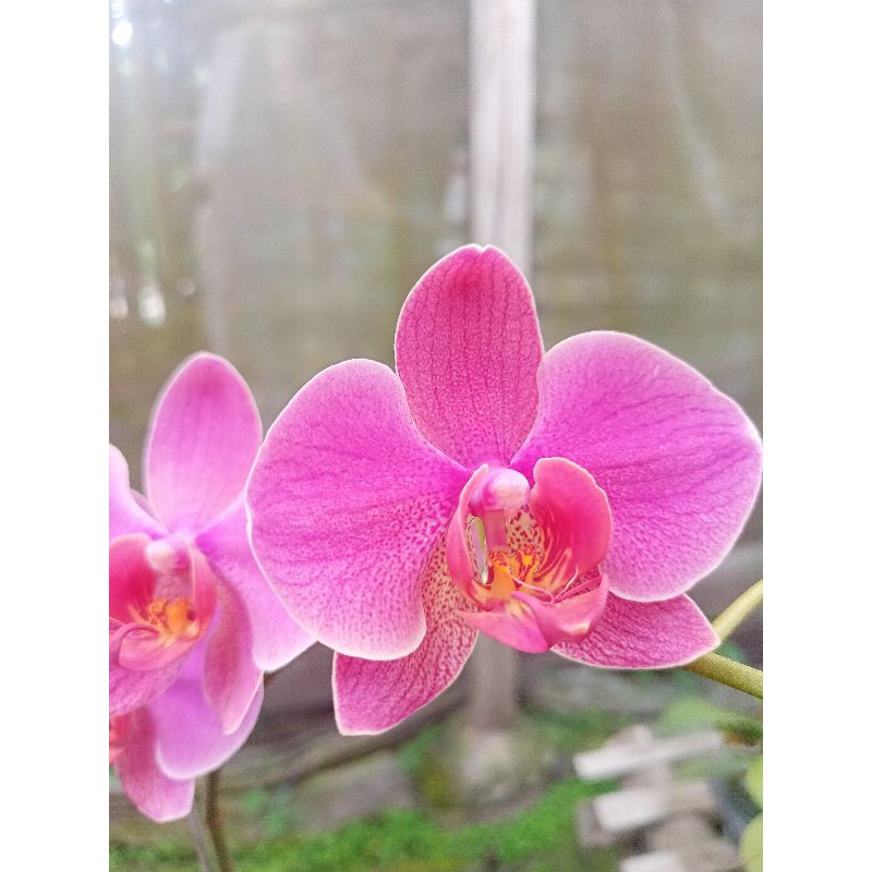 Jual anggrek bulan grade B ungu muda soft pink tua cantik phalaenopsis ...