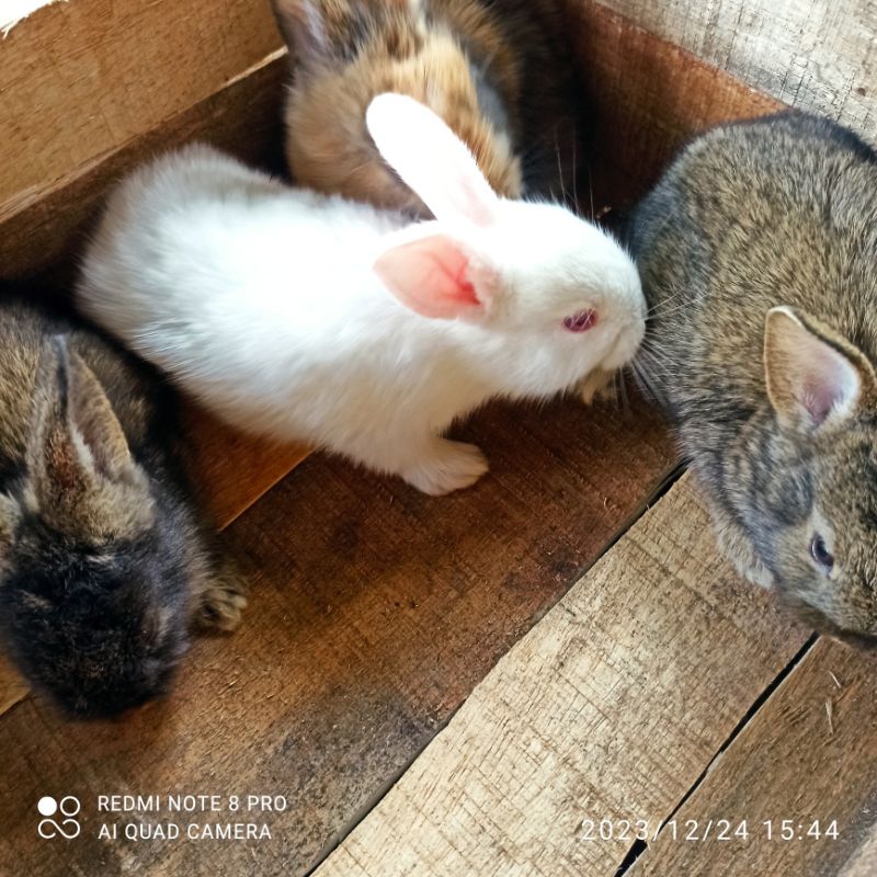 Jual kelinci lokal / Anak kelinci lokal sehat | Shopee Indonesia