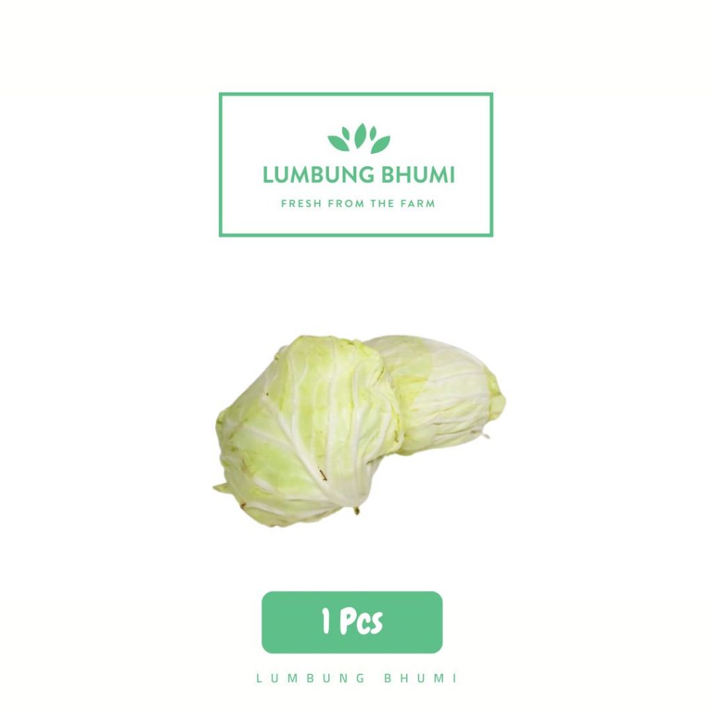 Jual Kol Putih Besar Sayur 1 Pcs - Lumbung Bhumi | Shopee Indonesia