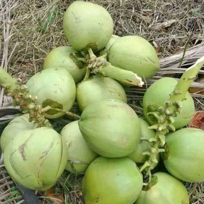 Jual KELAPA MUDA SEGAR ( 1 buah utuh dan fresh) | Shopee Indonesia