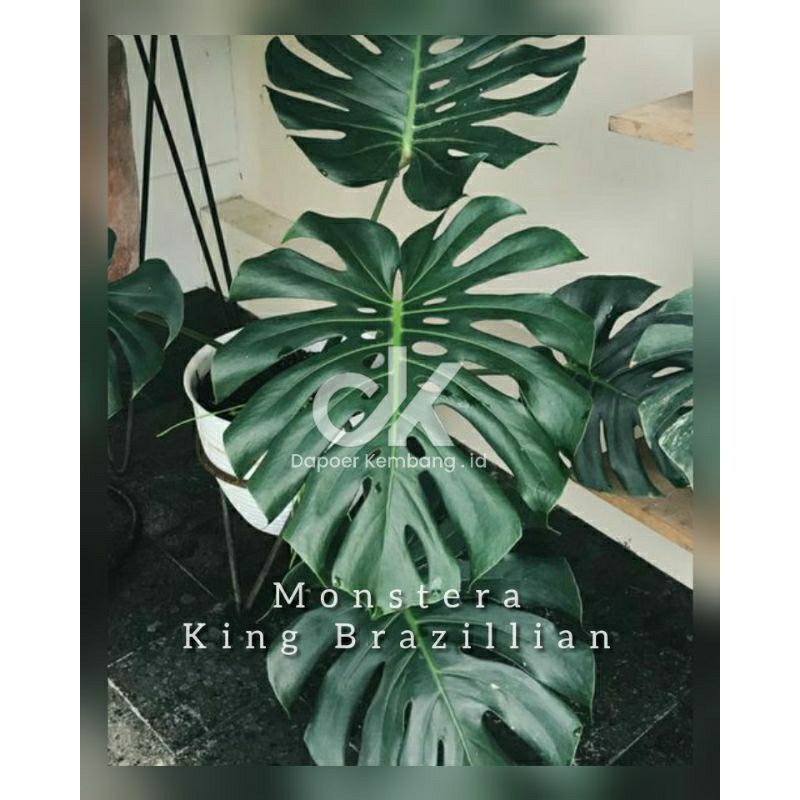 Jual monstera / Deliciosa dan Borsigiana / Monstera king / Monking ...