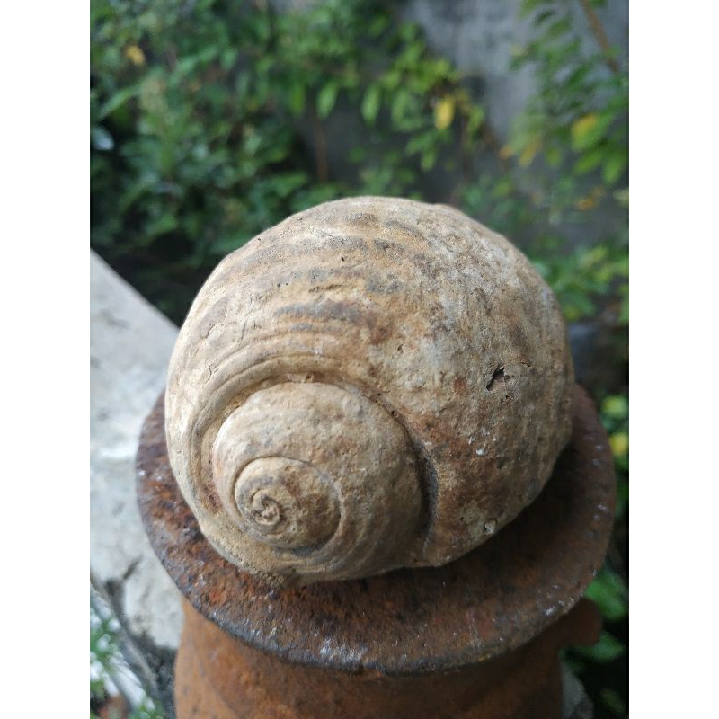 Jual batu fosil jumbo temuan alas | Shopee Indonesia