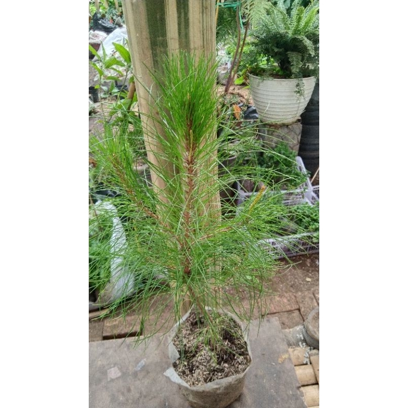 Jual BIBIT POHON PINUS MERKUSI TINGGI 30cm | Shopee Indonesia