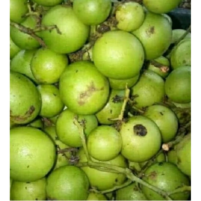 Jual buah jatake gandaria segar 500gr | Shopee Indonesia