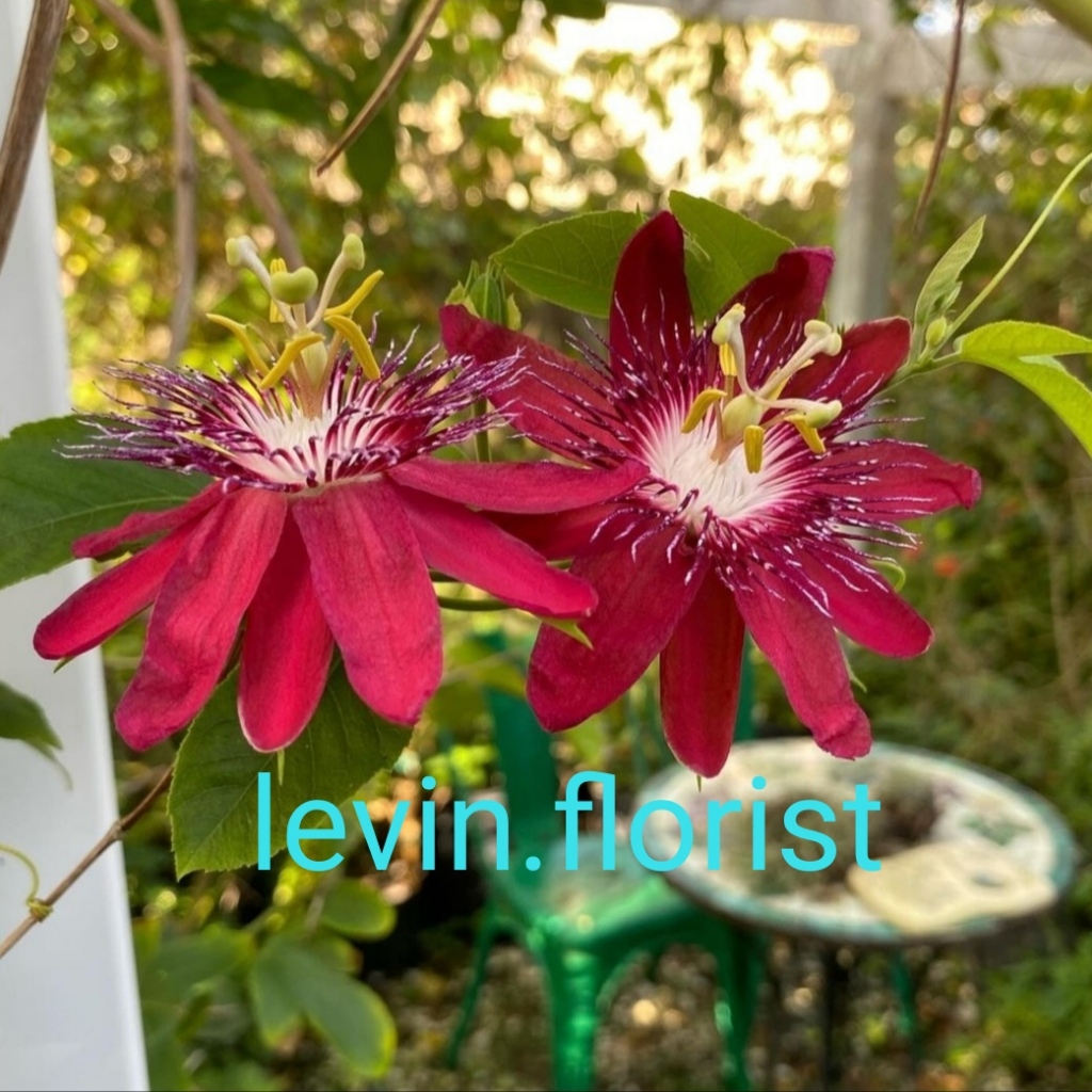 Jual Passiflora caerulea / passiflora merah bibit tanaman hias bunga ...
