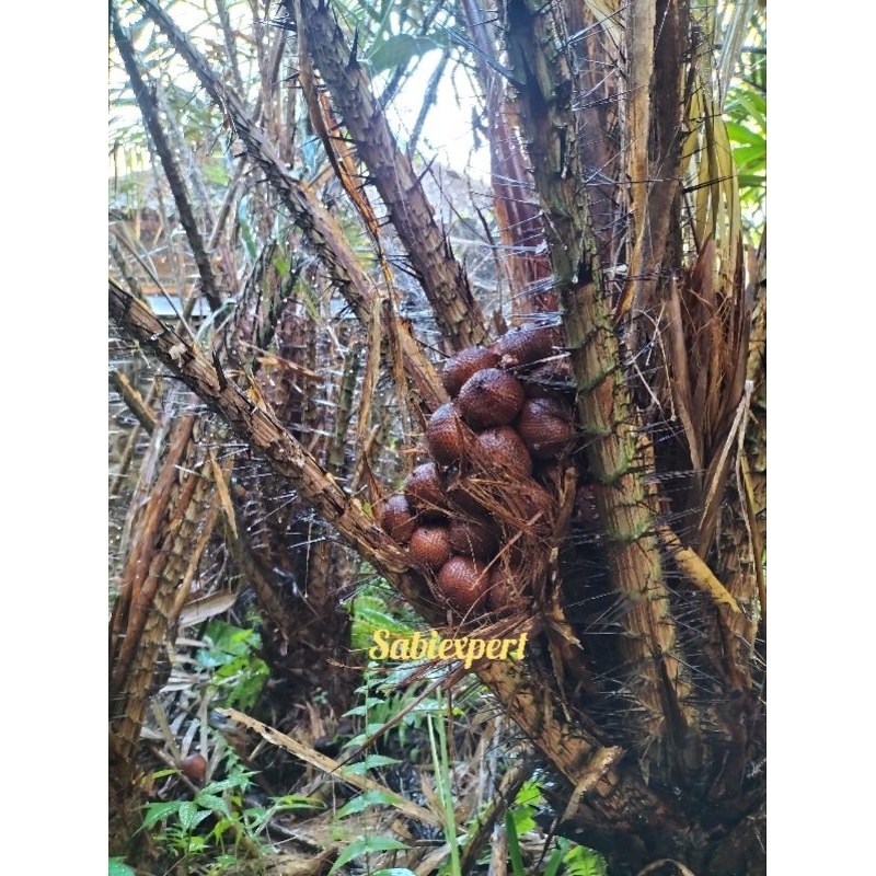 Jual Salak GULA Pasir Asli Bali (1Kg) | Shopee Indonesia