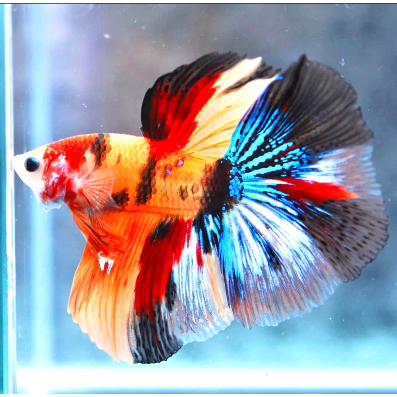 Jual HALMON NEMO MULTI JANTAN | Shopee Indonesia