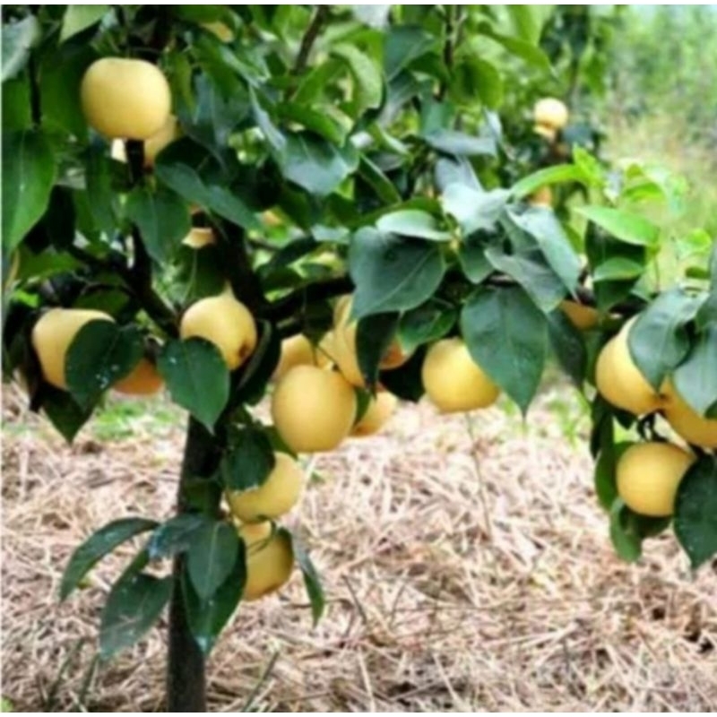 Jual Bibit Buah Pear Madu, Hasil Cangkok, Siap Berbuah | Shopee Indonesia