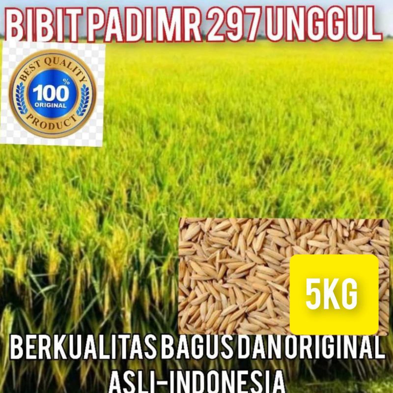 Jual BIBIT PADI MR 297 UNGGUL BERKUALITAS KEMASAN 5KG | Shopee Indonesia