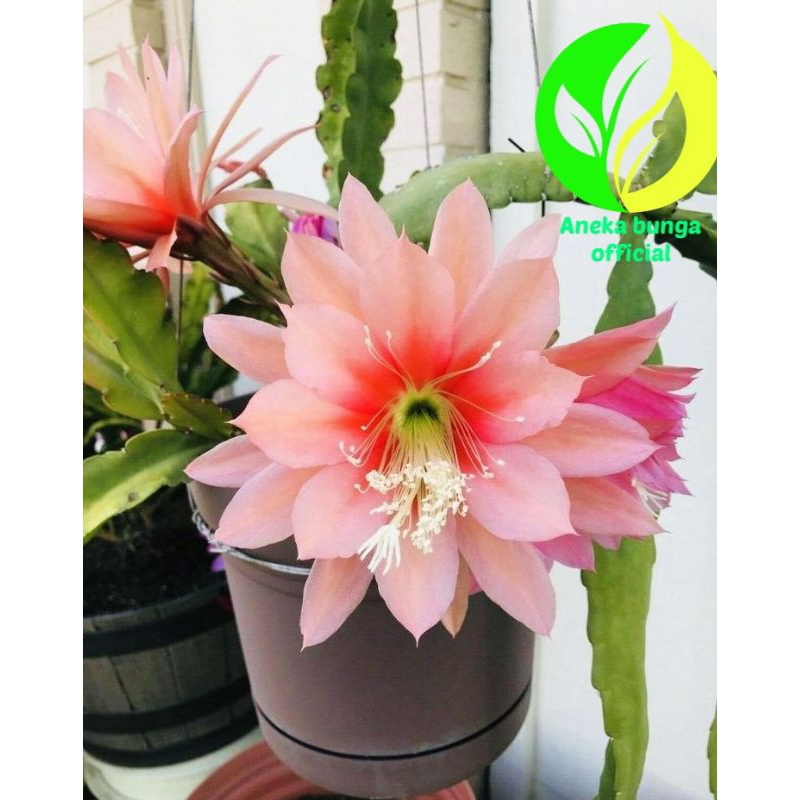 Jual BUNGA WIJAYA KUSUMA PINK BESAR CANTIK / TANAMAN HIAS POHON WIJAYA ...