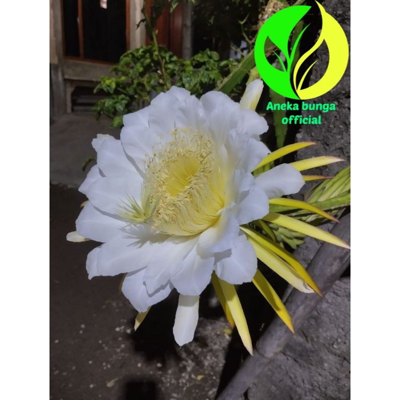Jual BUNGA WIJAYAKUSUMA BESAR PUTIH KUNING / TANAMAN HIAS POHON WIJAYA ...