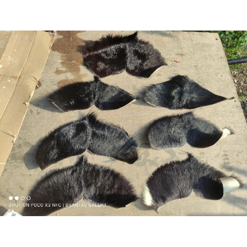 Jual SIMBAR BARONGAN / singo barong / gubat sapi / rambut sapi | Shopee ...