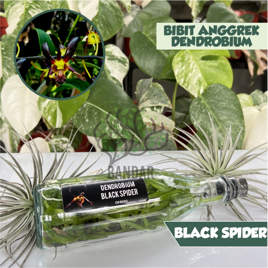 Jual Bibit Anggrek Dendrobium Koleksi Botolan Black Spieder | Shopee ...