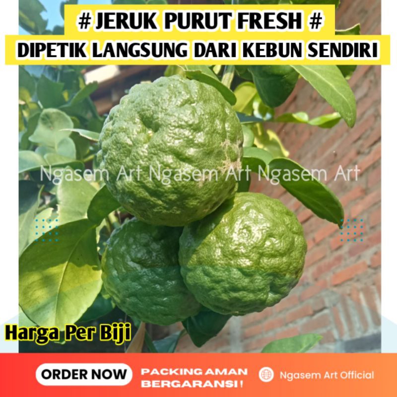 Jual JERUK PURUT SEGAR | JERUK SAYUR - JERUK SAMBAL - OBAT HERBAL ...