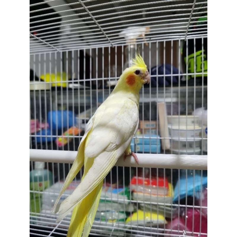 Jual falk parkit australia | Shopee Indonesia