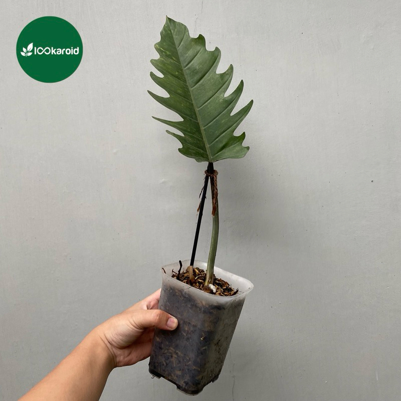 Jual Tanaman Hias Philodendron Caramel Variegata | Philo Caramel ...