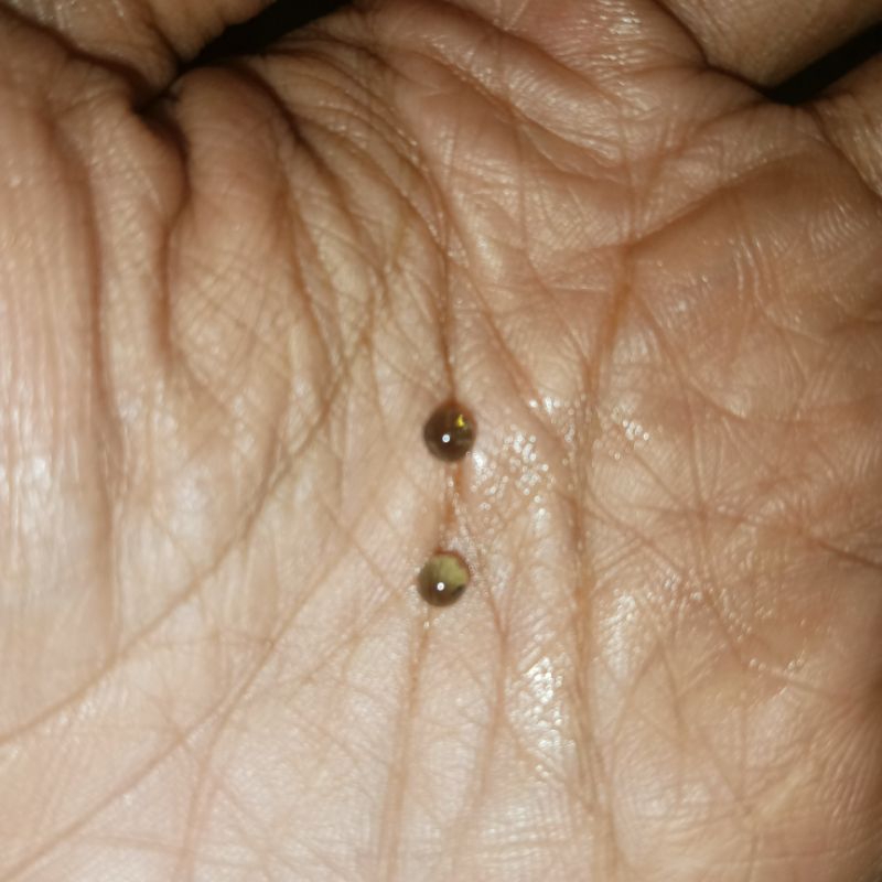 Jual Sepasang mustika embun (alam) | Shopee Indonesia