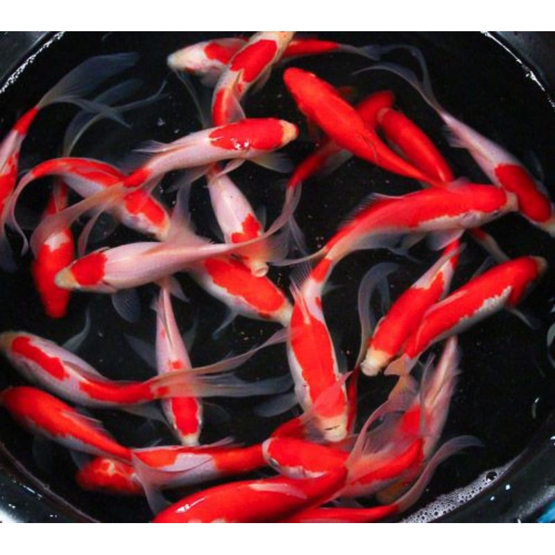 Jual PROMO!!! paket 6 ekor komet slayer ekor panjang | Shopee Indonesia