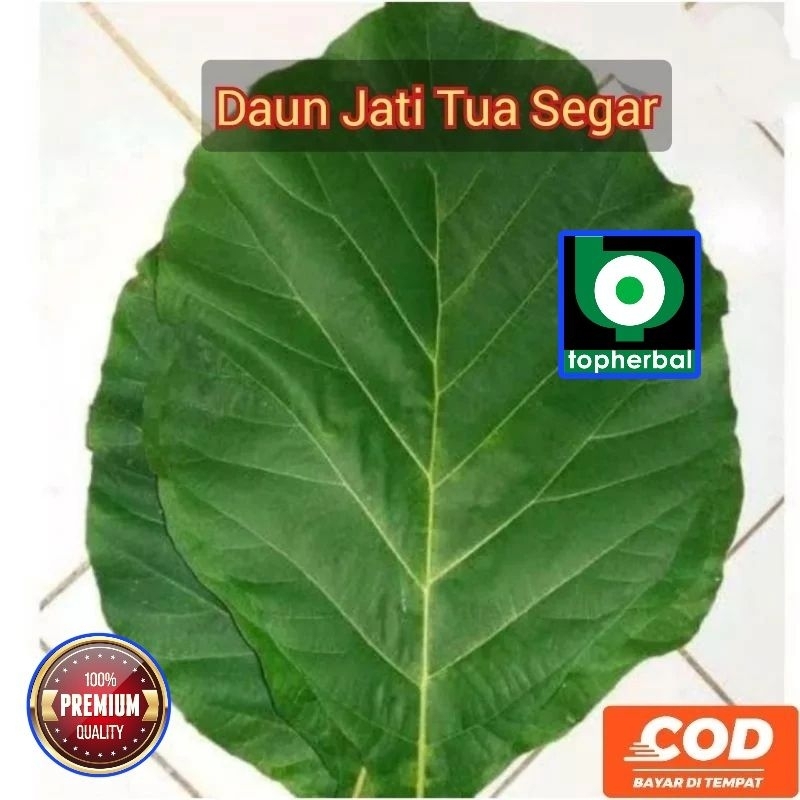 Jual Daun Jati Fresh 1 KG | Shopee Indonesia