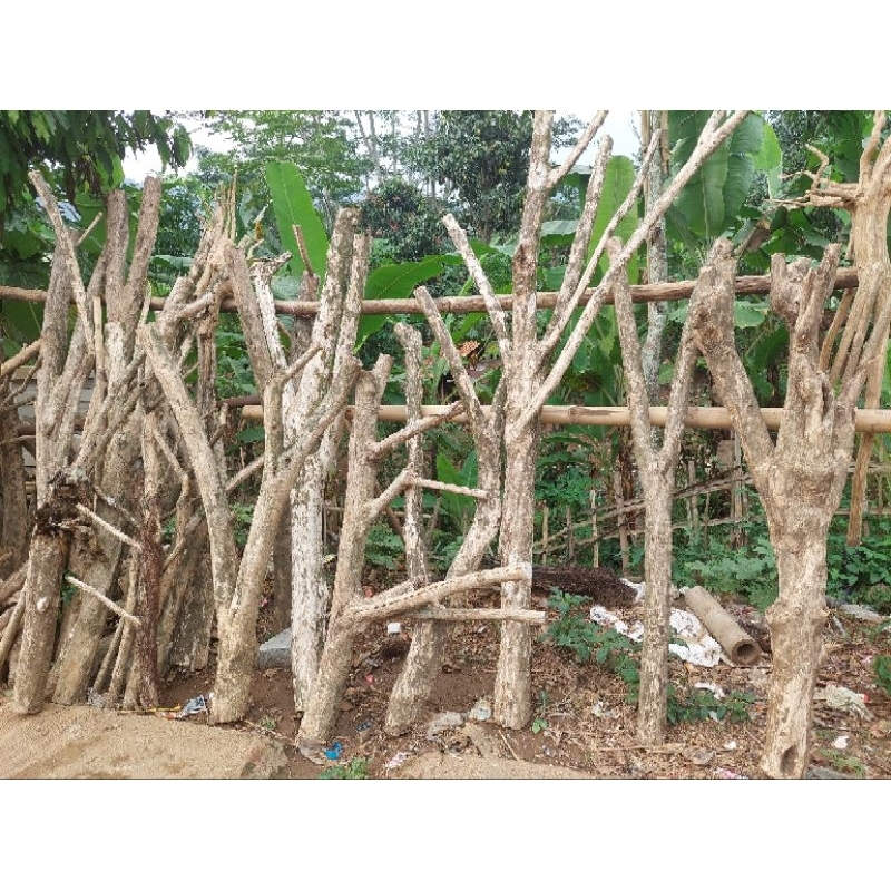 Jual Kayu Kopi Cabang Batang Kopi Media Anggrek Dekorasi Bunga ...