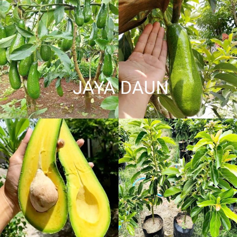 Jual BIBIT ALPUKAT ALIGATOR BATANG BESAR Siap tanam UK 1meter | Shopee ...