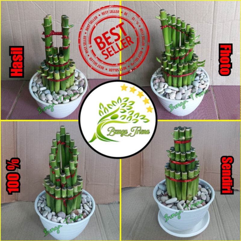 Jual BAMBU HOKI / BAMBU REJEKI / BAMBU LUCKY / BAMBU KEBERUNTUNGAN ...