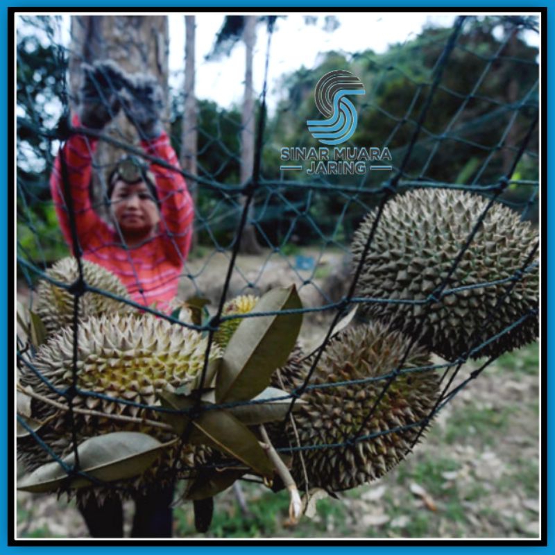 Jual Jaring Pohon Buah Duren Durian Pohon Sawit/Jaring Pengaman Pohon ...