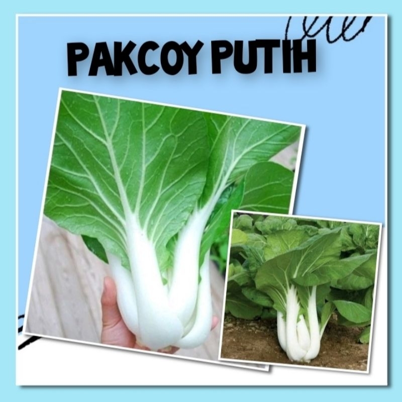Jual Benih Sawi Pakcoy Batang Putih Known You Seed Bibit Tanaman ...
