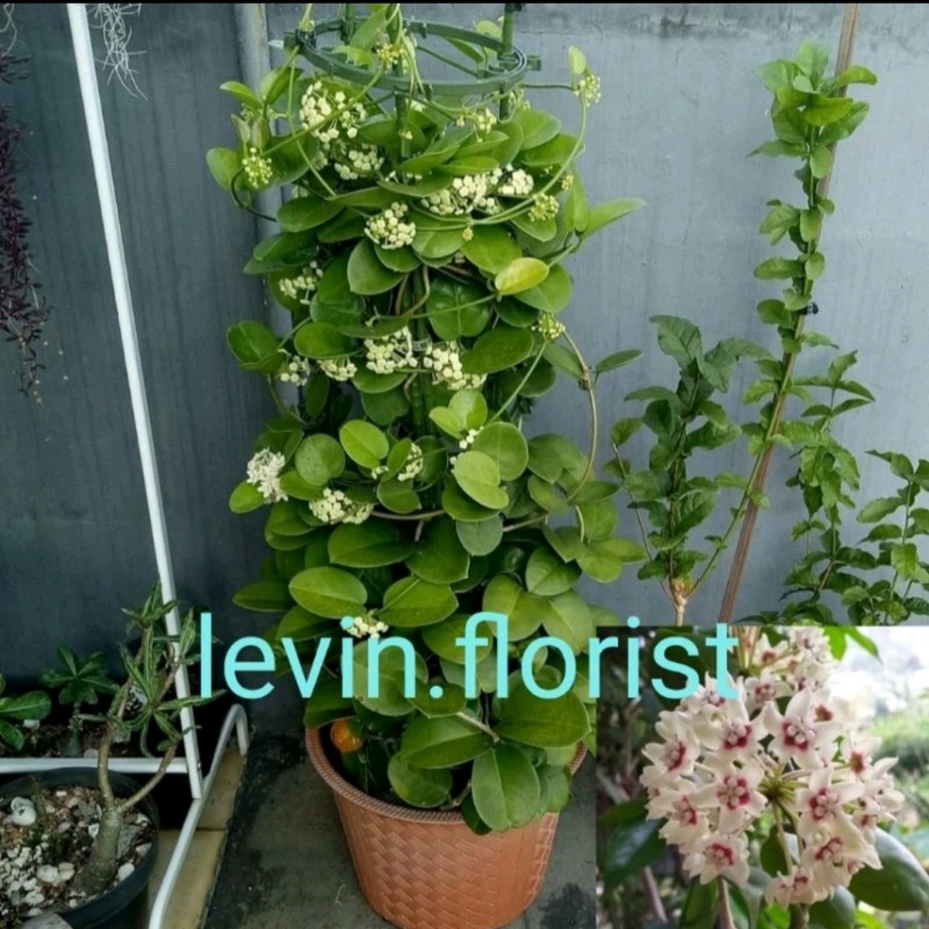 Jual [ANAKAN] Melati hoya rambat wangi / bibit tanaman hias bunga ...