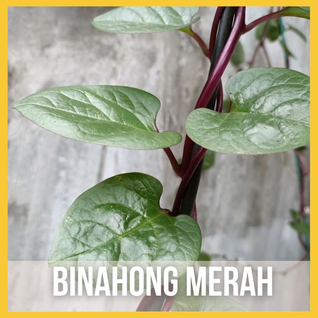 Jual Tanaman Herbal Toga Binahong Merah - Bibit Tanaman Toga Anredera ...