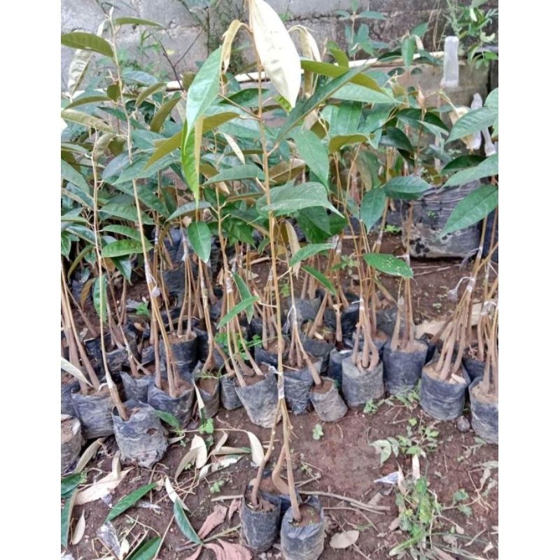 Jual Bibit Durian Duri hitam kaki 3 super | Shopee Indonesia
