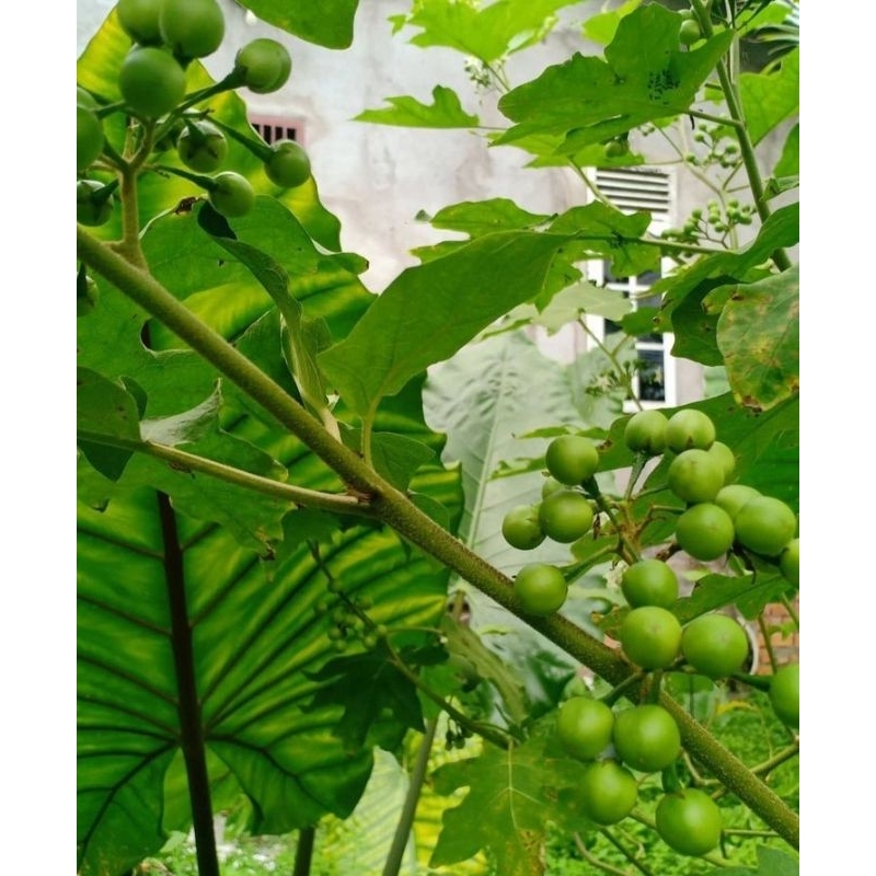 Jual Buah Tekokak atau cepokak segar 1kg murah | Shopee Indonesia