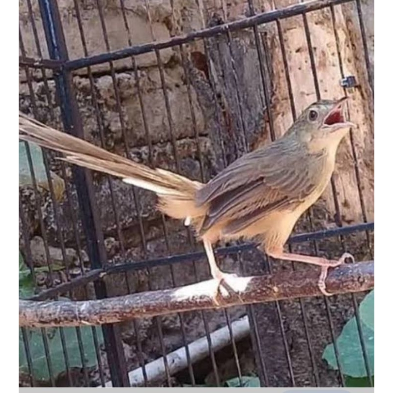 Jual burung ciblek gunung jantan rawatan | Shopee Indonesia