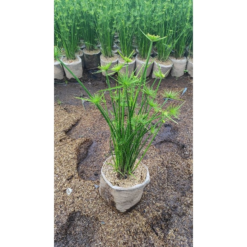 Jual papirus mini tanaman air Cyperus papyrus kecil (beli 10 gratis 1 ...