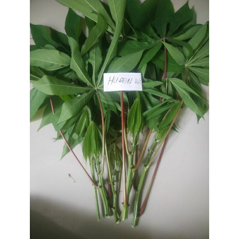 Jual daun singkong pucuk | Shopee Indonesia