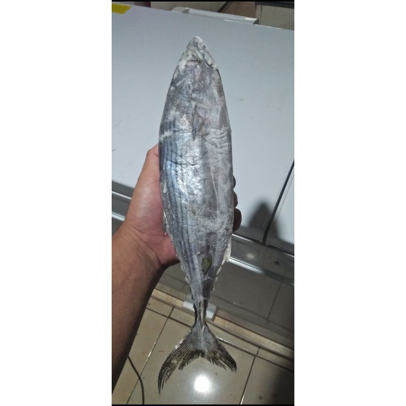 Jual IKAN TONGKOL BESAR | Shopee Indonesia