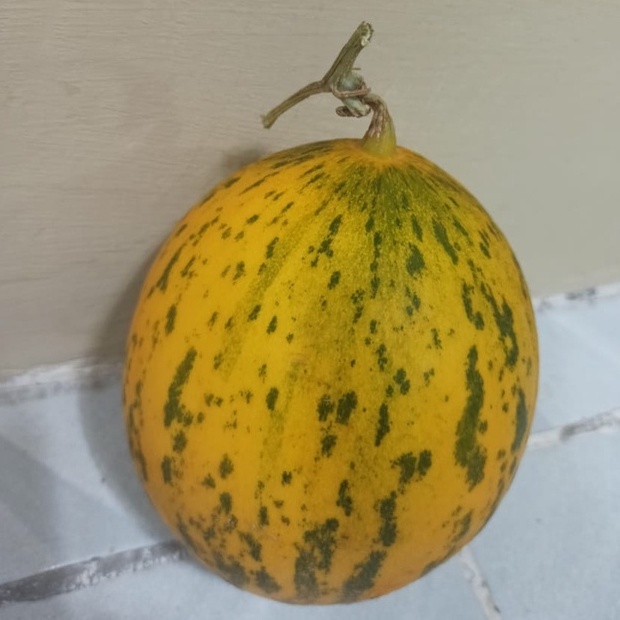 Jual 5 Benih Buah melon leopard hidroponik | Shopee Indonesia