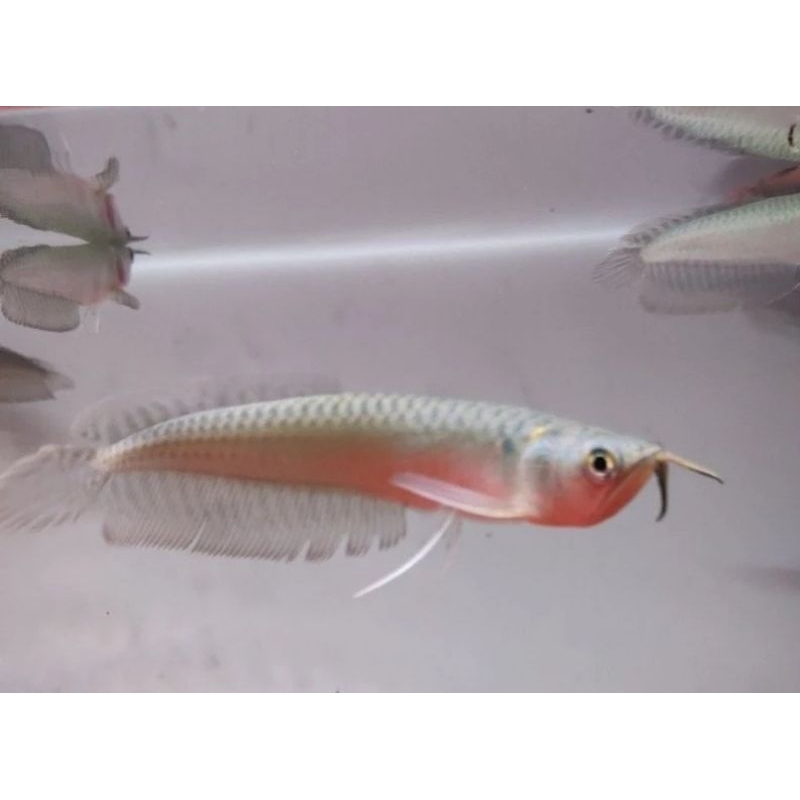 Jual Arwana Arowana Silver Brazil Fish Ikan Hias Osteoglossum ...