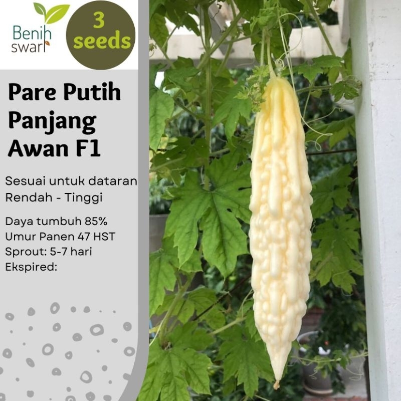 Jual Benih Swari: (isi 3 butir) Benih Pare Putih Panjang Awan F1 ...
