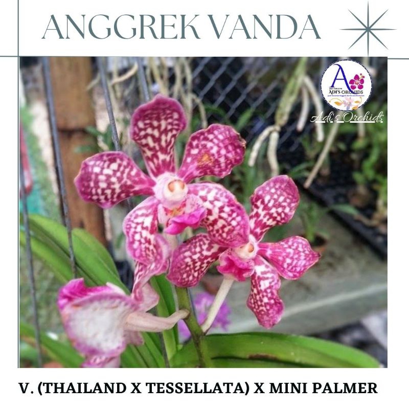 Jual Anggrek Vanda (Thailand x Tessellata) x Mini Palmer | Shopee Indonesia