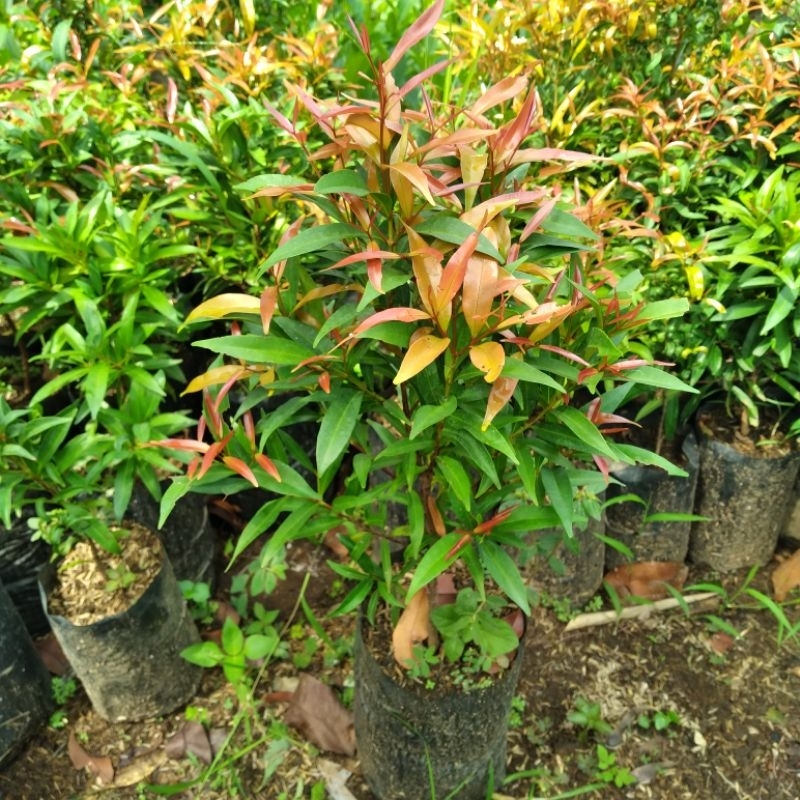 Jual Pucuk Merah Tanaman Hias Pucuk Merah | Shopee Indonesia