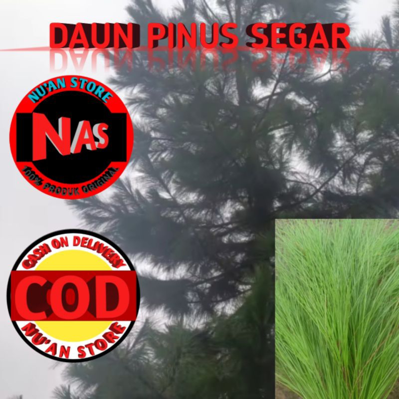 Jual DAUN PINUS SEGAR Kemasan 500grm | Shopee Indonesia