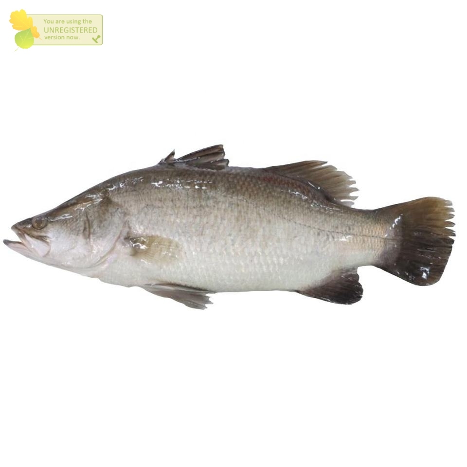 Jual Ikan Kakap Putih Segar Ikan Kakap Baramundi barramundi 1Kg ...