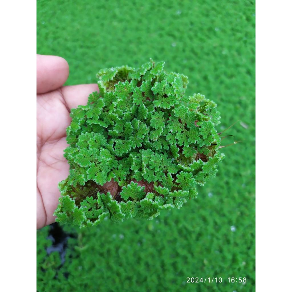 Jual Azolla 1Kg Kediri ||Azola | Shopee Indonesia